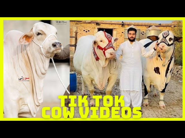 Qurbani Cow Tik Tok