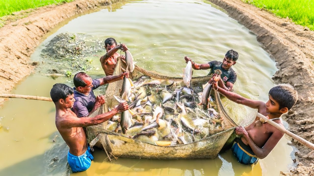 Amazing Net Fishing Skill Catch tons of Fish - Awesome Traditional Net ...