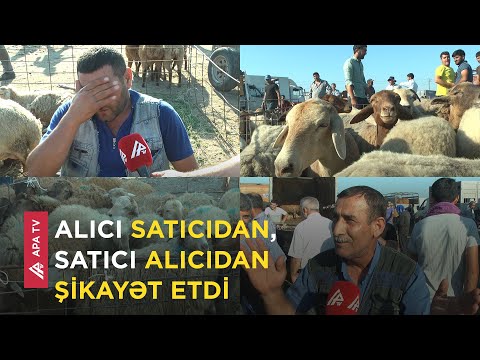 Qurban bayramı ərəfəsində Sabirabad mal bazarında vəziyyət necədir? – APA TV