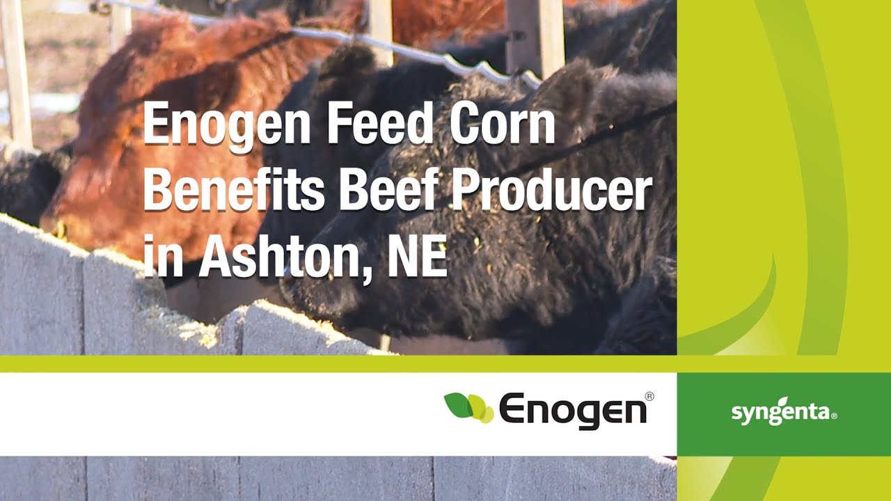 Enogen Feed Corn Benefits Beef Producer in Ashton, NE - YouTube