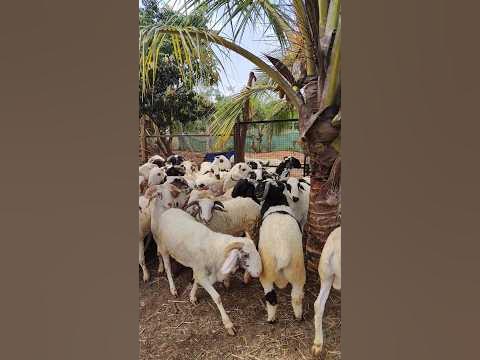 SRS Agri Farm Magadi Big Sheeps for sale #fightersheep #animals #sheepfarming #amingadtagaru # ...