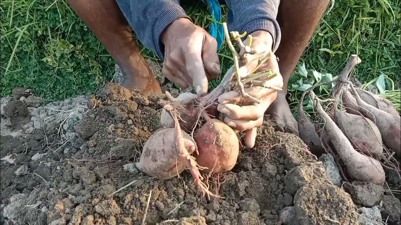 Cara menanam ubi Ungu Agar Umbinya banyak dan besar - YouTube