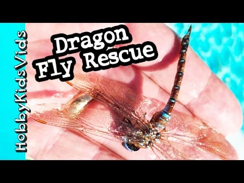 HUGE Dragon Fly Rescue! Drowning Dragon Fly Gets A Boost From HobbyPapa ...