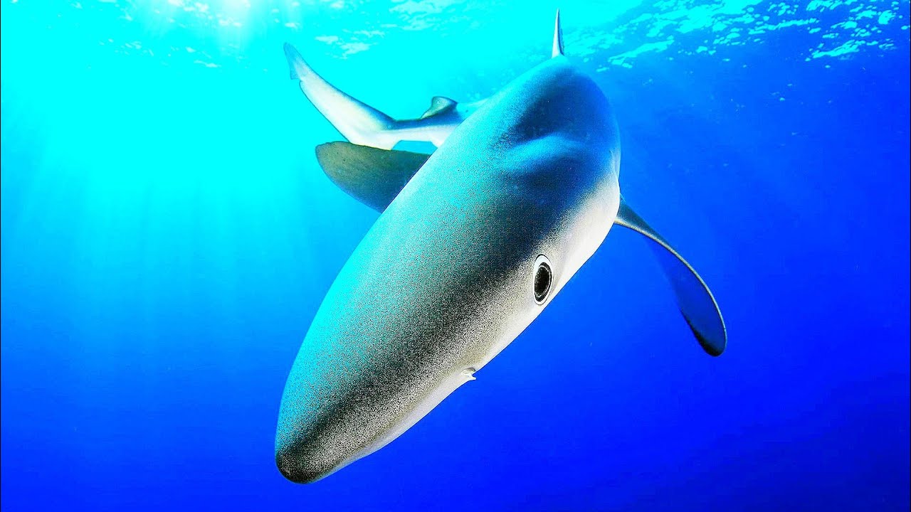 Cinema Film [4K] 🌈 | Video Amazing Movie ⚡ | Best Scene Clips Film ♨️ ...