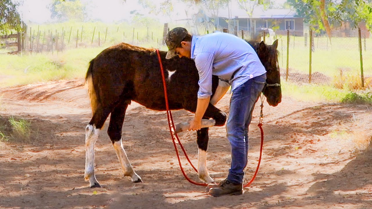 Training A WILD Foal Outside The Pen! (Day 8) Foal Training [EP16 ...