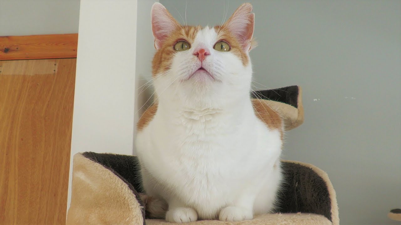Cat Adorably Stares At The Camera - YouTube