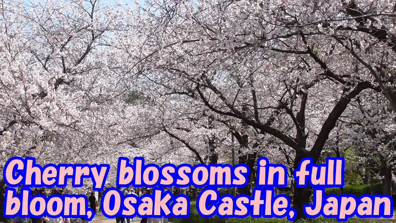 Cherry blossoms in full bloom, Osaka Castle, Japan 桜満開 大阪城 2025 4 7 ...