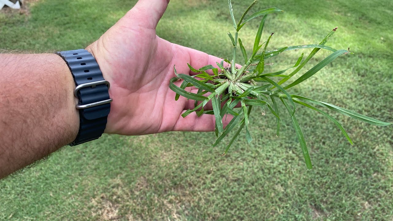 Goose Grass Control - YouTube