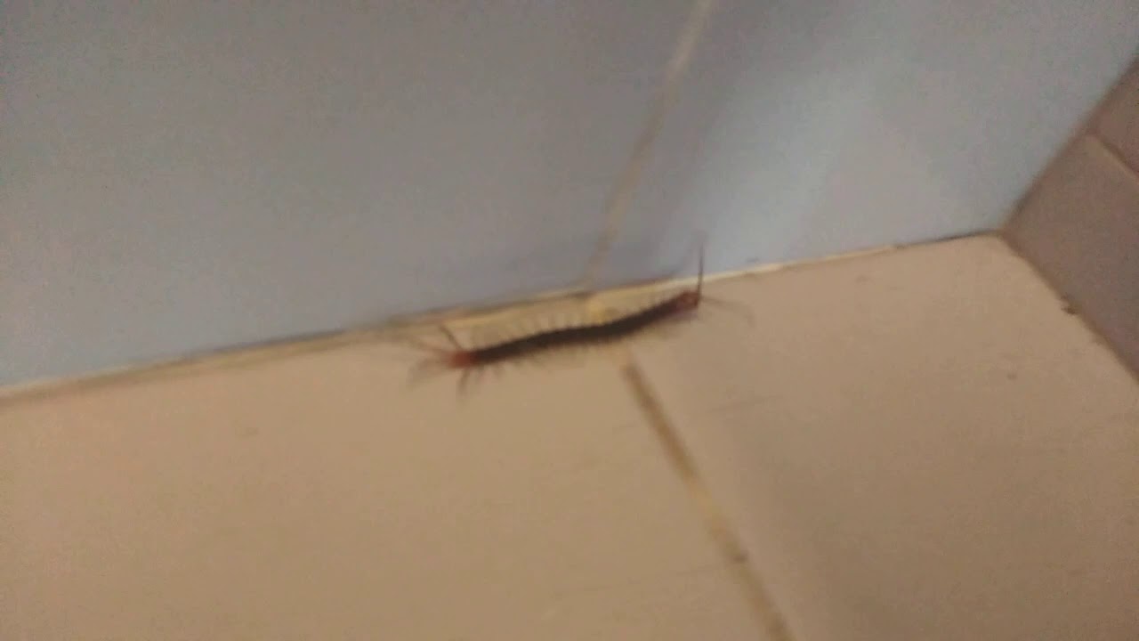 talimbabaga diri sa malaysia😁😁😁😁 - YouTube