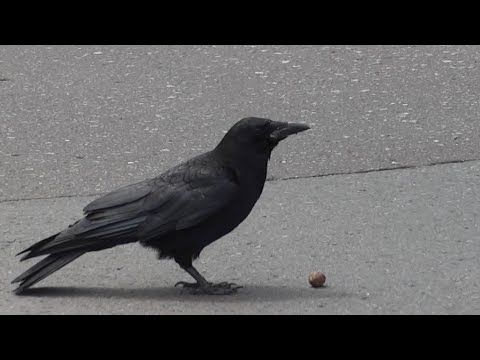 Crow Puts a Walnut on the Road and Uses a Car as a Tool to Crack it ...