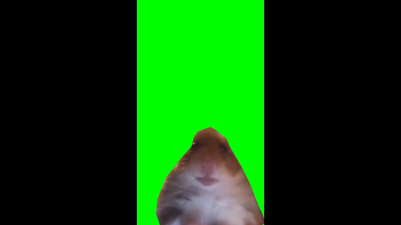 Hamster face time green screen template - YouTube