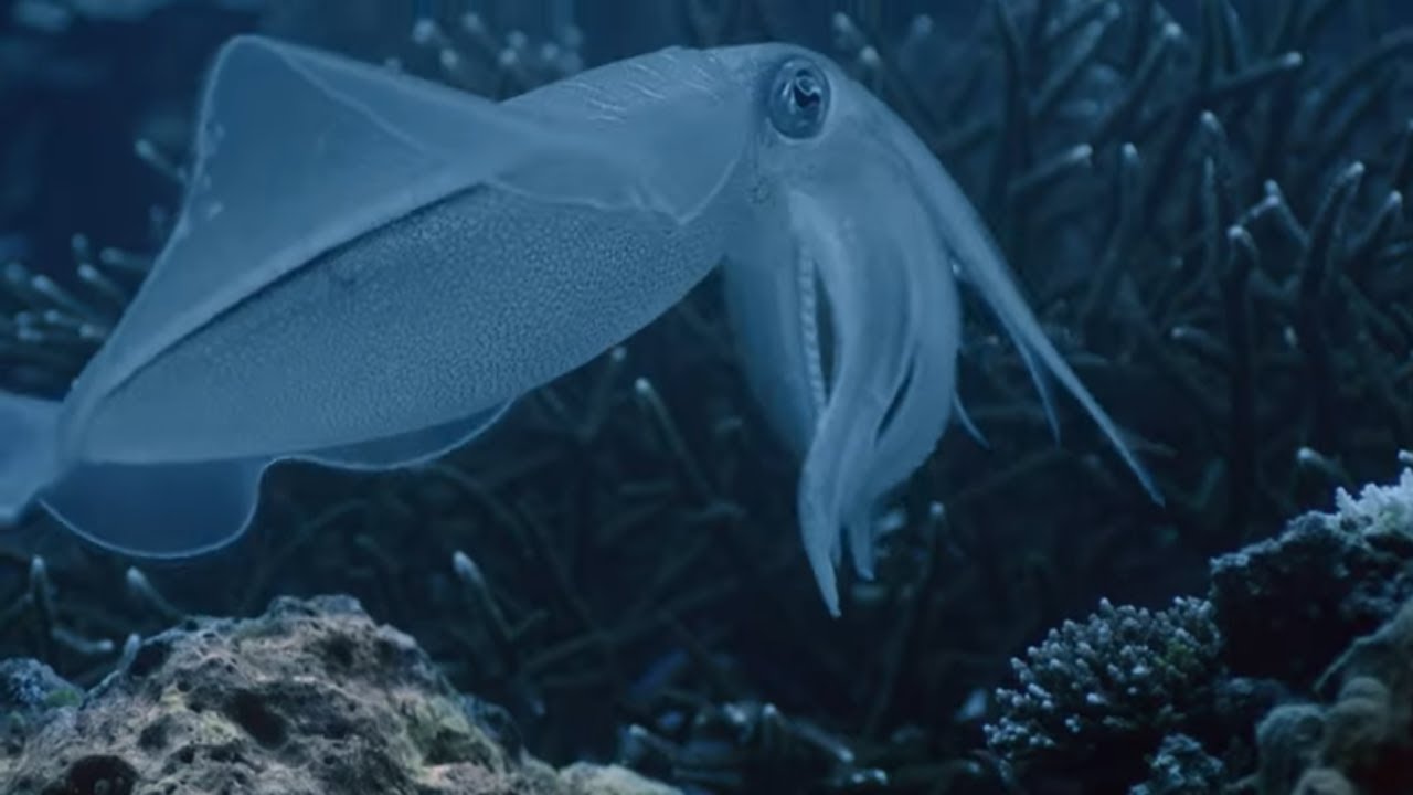 Extraordinary flashing squids - YouTube