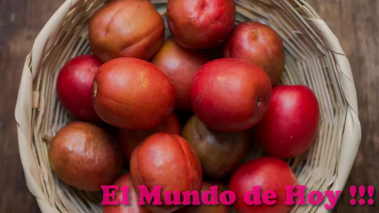 Beneficios de los Jocotes - YouTube