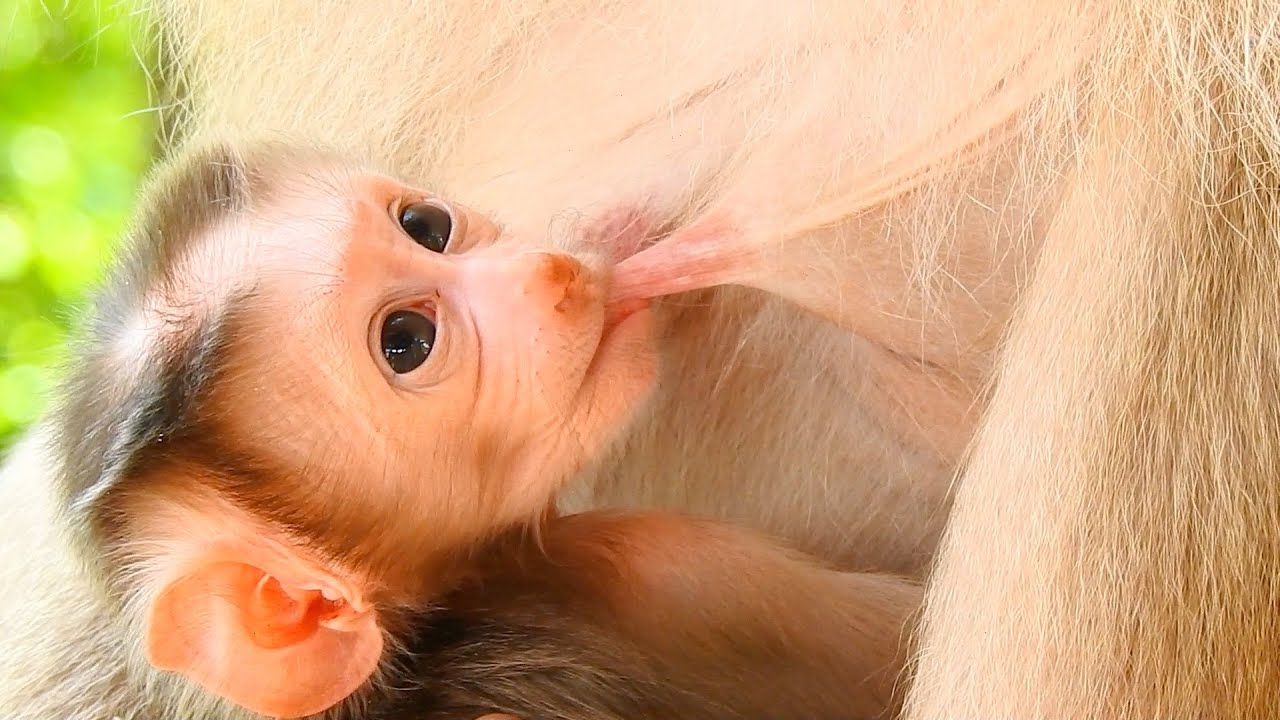 Strongly pull Milk - MOLA's newborn is drinking and playing milk by ...