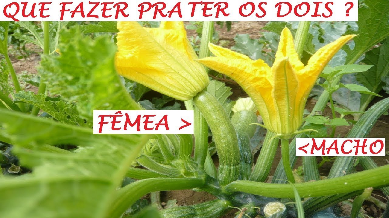 ABÓBORA, MELANCIA , PEPINO E AFINS QUANDO FLORES SÃO MACHOS OU FÊMEAS ...