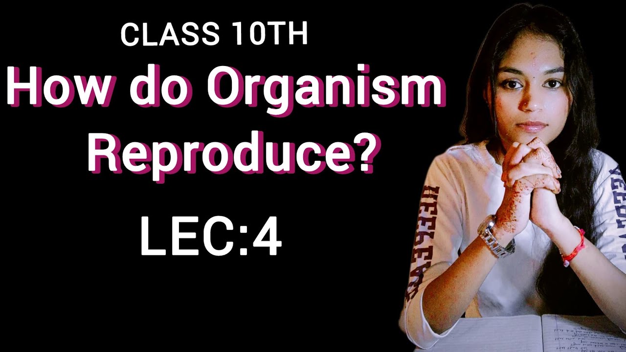 How do org. rep? |Fragmentation, Regeneration, Budding & Vegetative ...