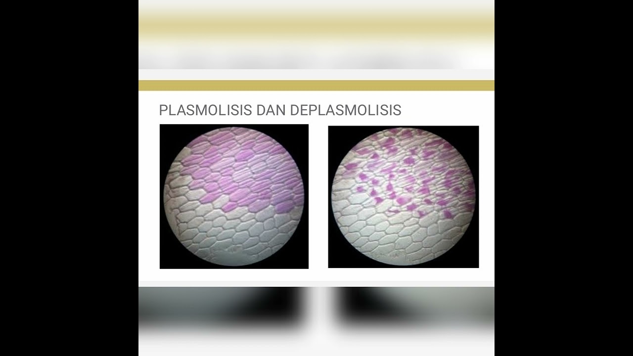 plasmolisis , Deplasmolisis, dan pergerakan sel - YouTube