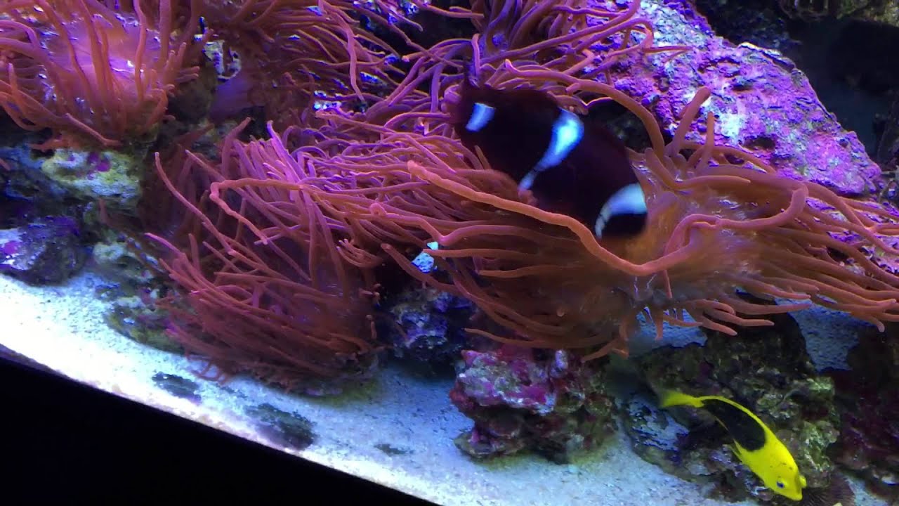 Red Bubble Tip Anemones - YouTube