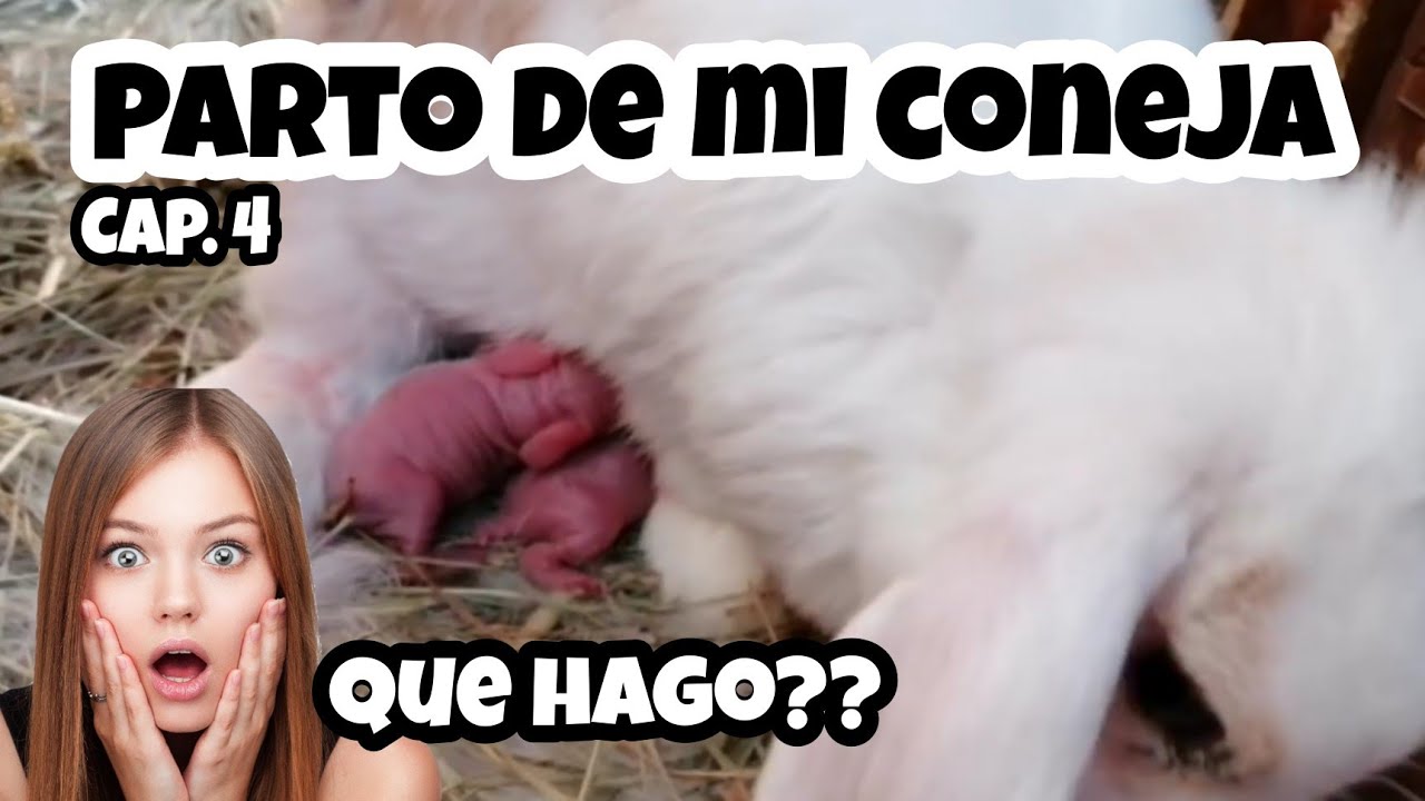 PARTO de una CONEJA ️🐰AL DETALLE😲💥[Parto Conejo/Rabbit Birth/Kaninchen ...