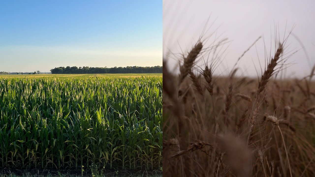 Rain arrives to help crops in IL and OK - YouTube