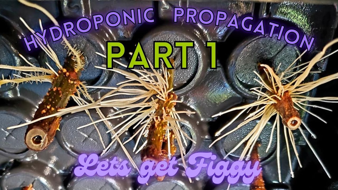 FIG TREE HYDROPONIC PROPAGATION - PART 1 - YouTube