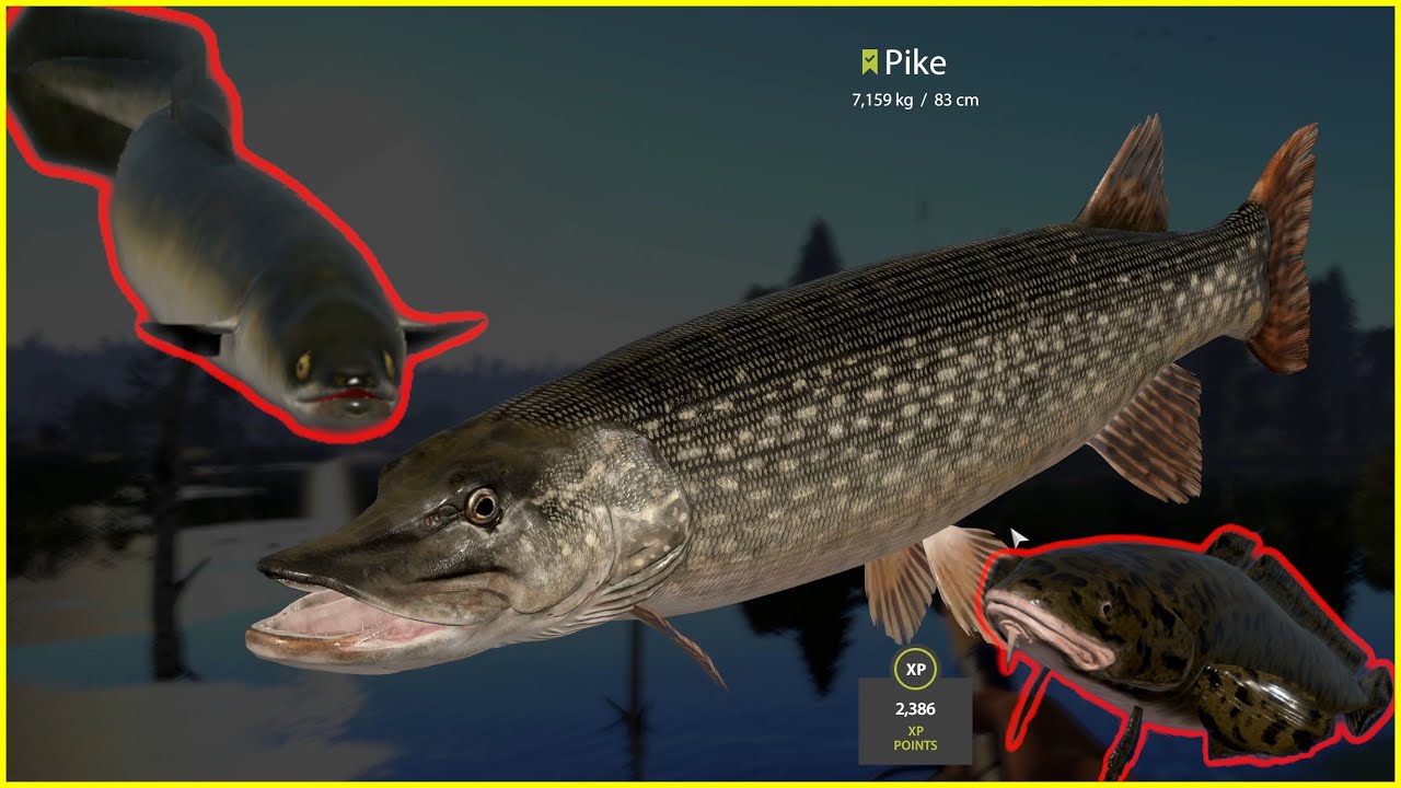 Pike Szczupak Eel Aal Węgorz 2 in 1 Russian Fishing 4 Old Burg | rf4 ...