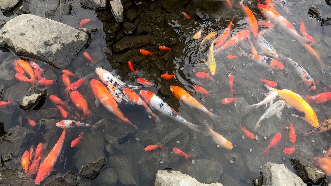 Looking for Japanese KOI | Mutant Fish, Albino Fish, Catfish, Goldfish ...
