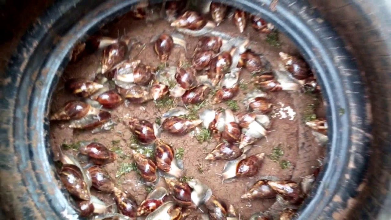 BACKYARD SNAIL FARM | DIY - YouTube