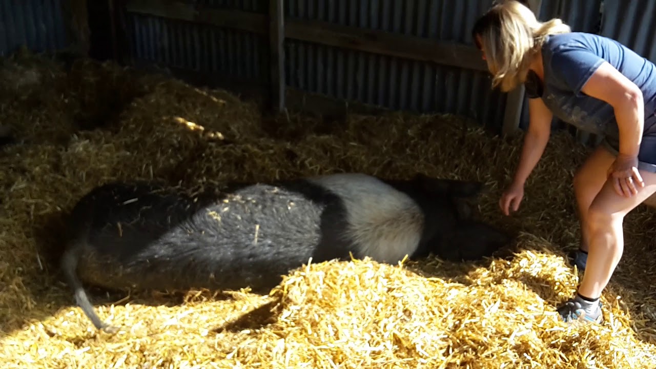 Mobility issues in pigs - arthritis - YouTube