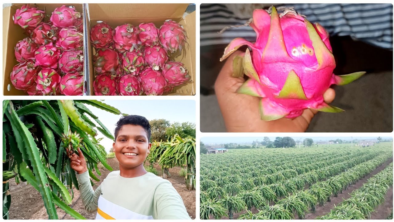 ડ્રેગન ફ્રુટ - Dragon Fruit Farming in Porbandar - Gujarat || ड्रैगन फल ...