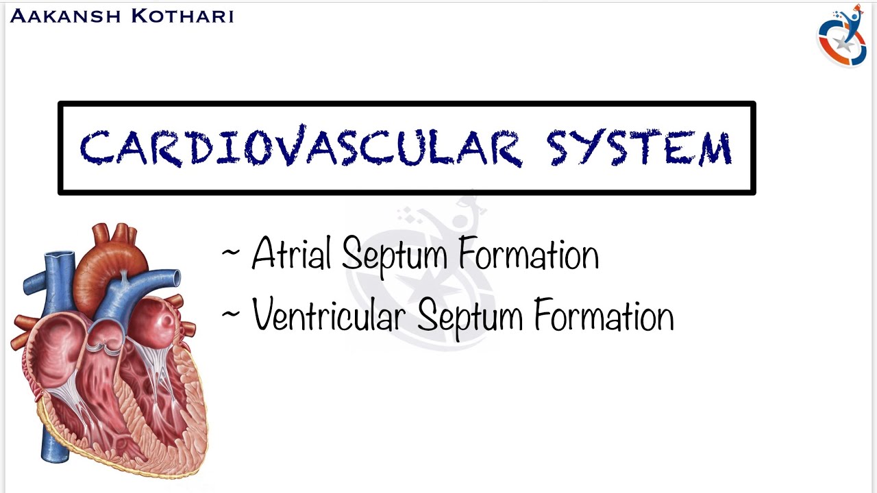 Atrial Septum and Ventricular Septum formation | Cardiovascular System ...