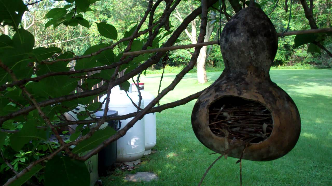 Birds Nest in Gourd - YouTube