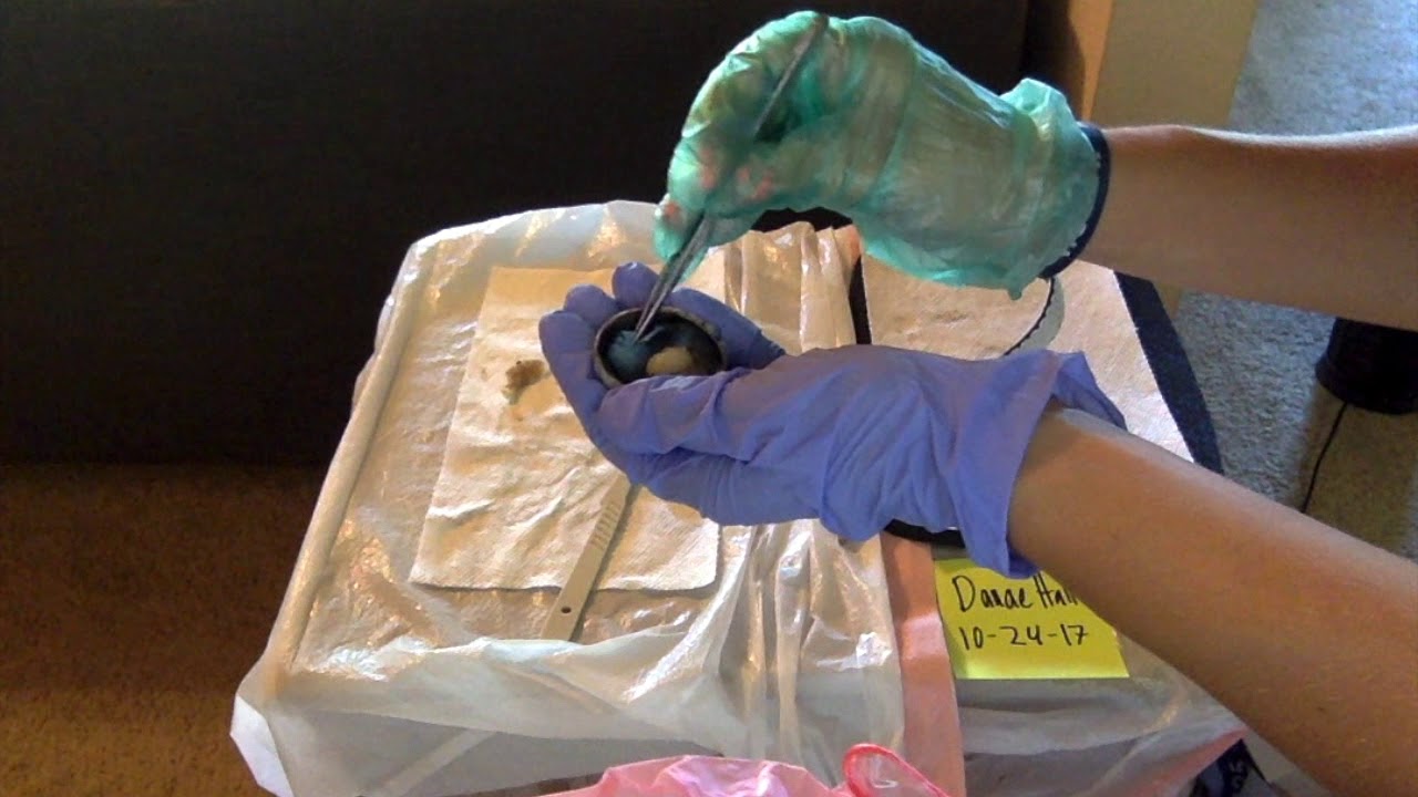 Cow Eye Dissection - YouTube