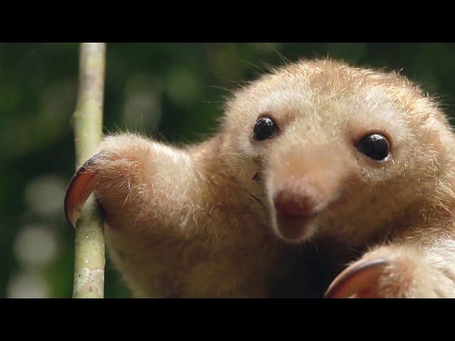 Pygmy Anteater Pet