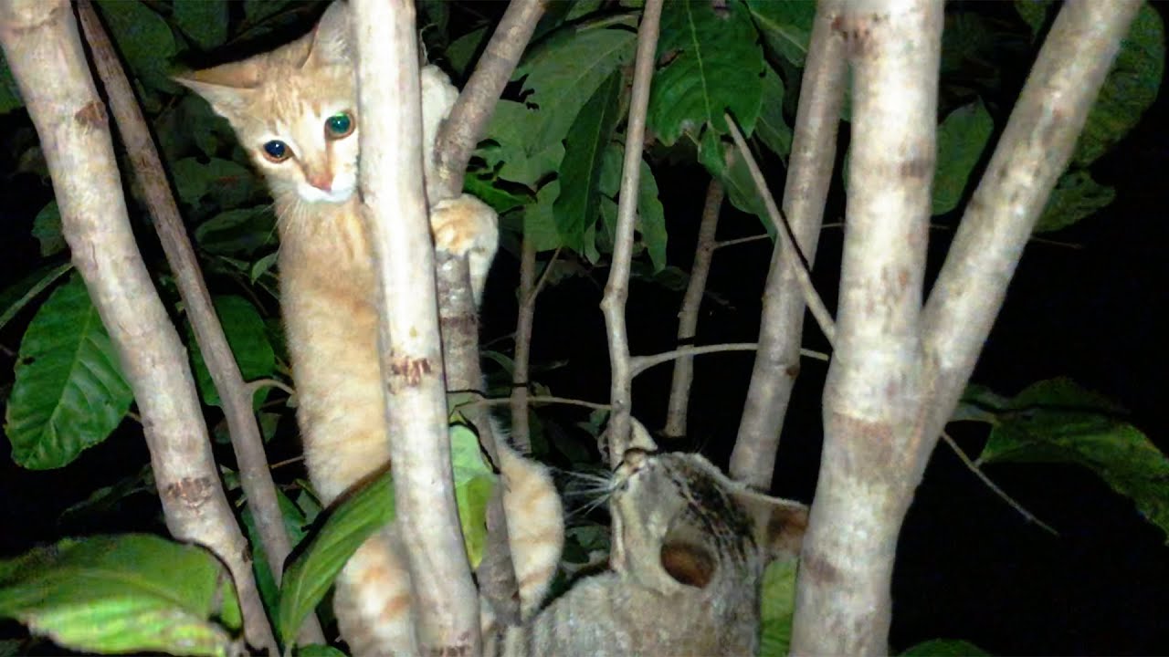 Cats run, play and watch insects - YouTube