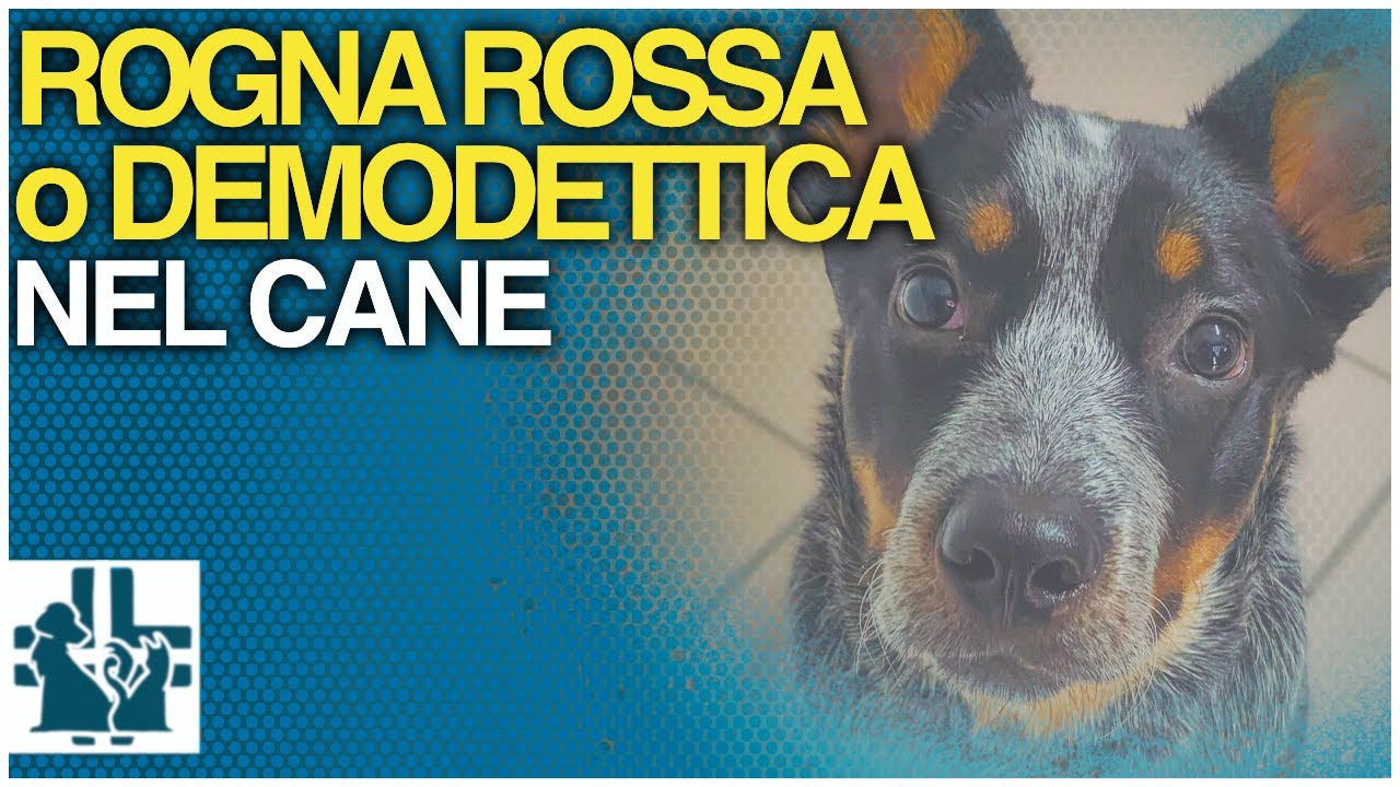 Rogna demodettica o rogna rossa nel cane - YouTube
