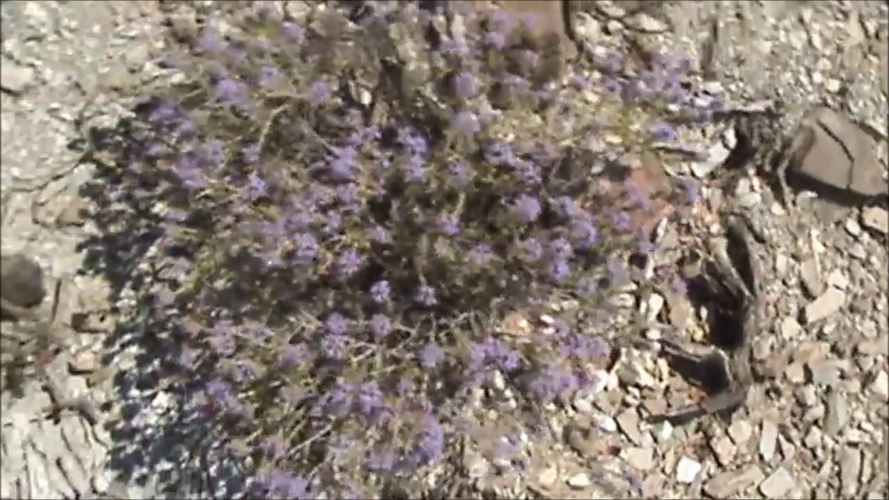 ΜΕΛΙΣΣΑΚΙΑ ΣΤΟ ΘΥΜΑΡΙ - ΑΜΠΕΛΙΑ - ΜΟΥΣΟΥΡΑ ΑΙΤΩΛΟΑΚΑΡΝΑΝΙΑΣ - 2016 ...