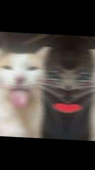 CAT (part 2) - YouTube