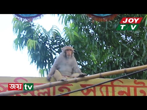 অনুষ্ঠান স্থলে হঠাৎ বানর চলে এল | Monkey | Joy Tv | Dhaka - YouTube