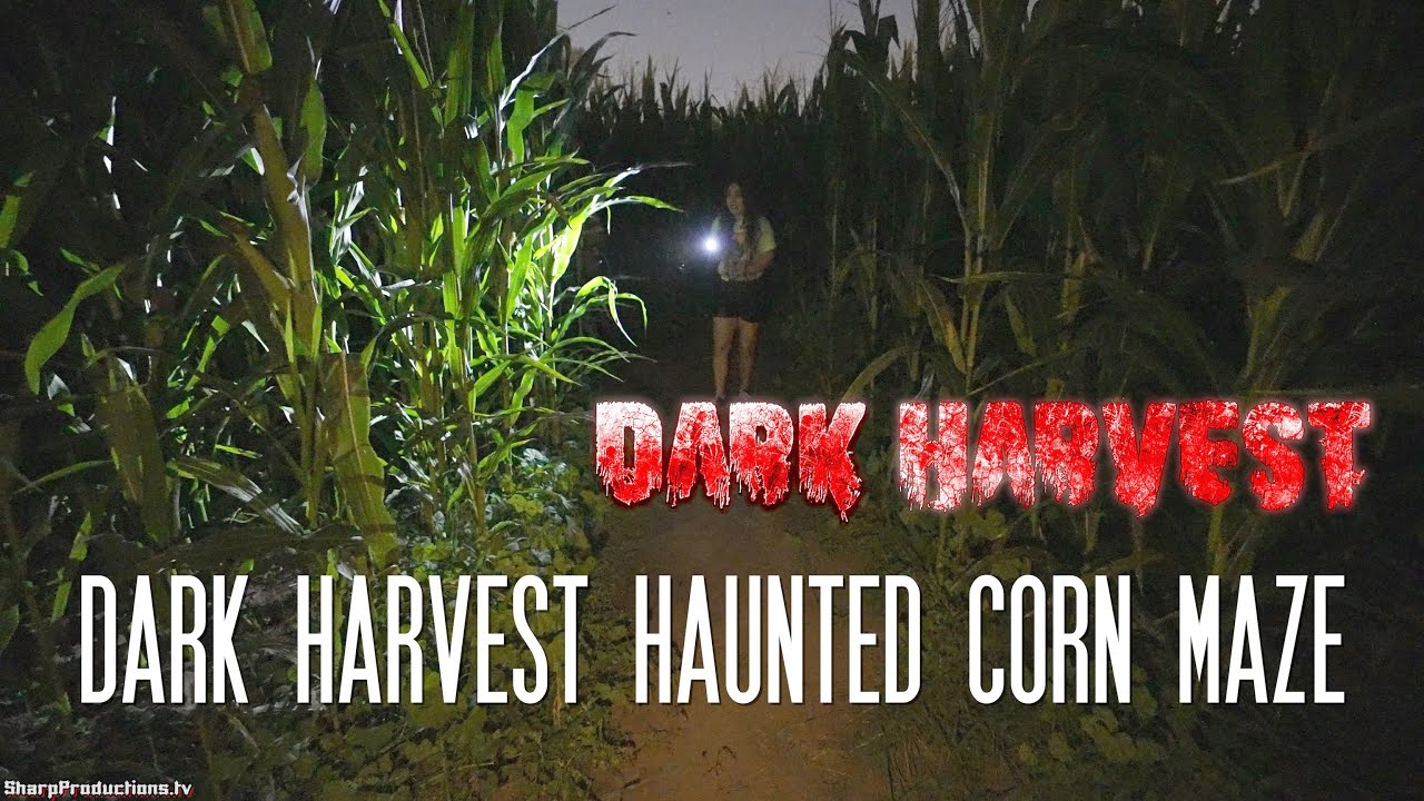 Dark Harvest Haunted Corn Maze at Frosty's Pumpkin Patch - Chino, CA ...