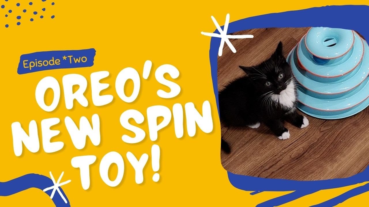 Oreo’s New Spin Toy Play Time│ Episode Two! - YouTube