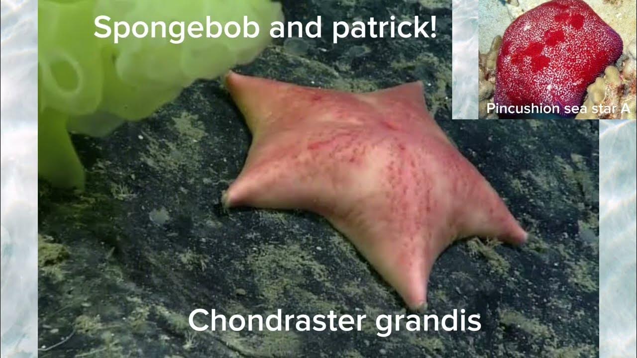 Starfish / seastar species and revatives 2 ( learn 120+ species in this ...