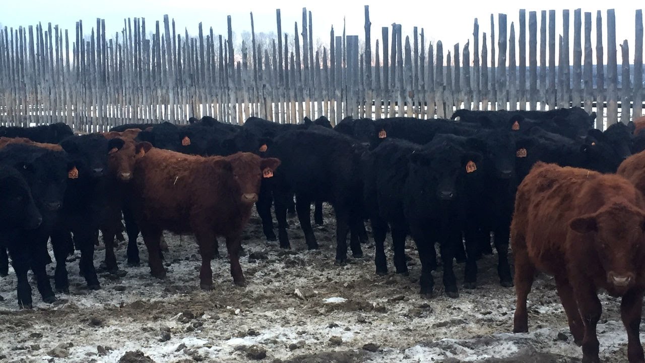 Calico Farms 640# Simm-Angus Steers - YouTube
