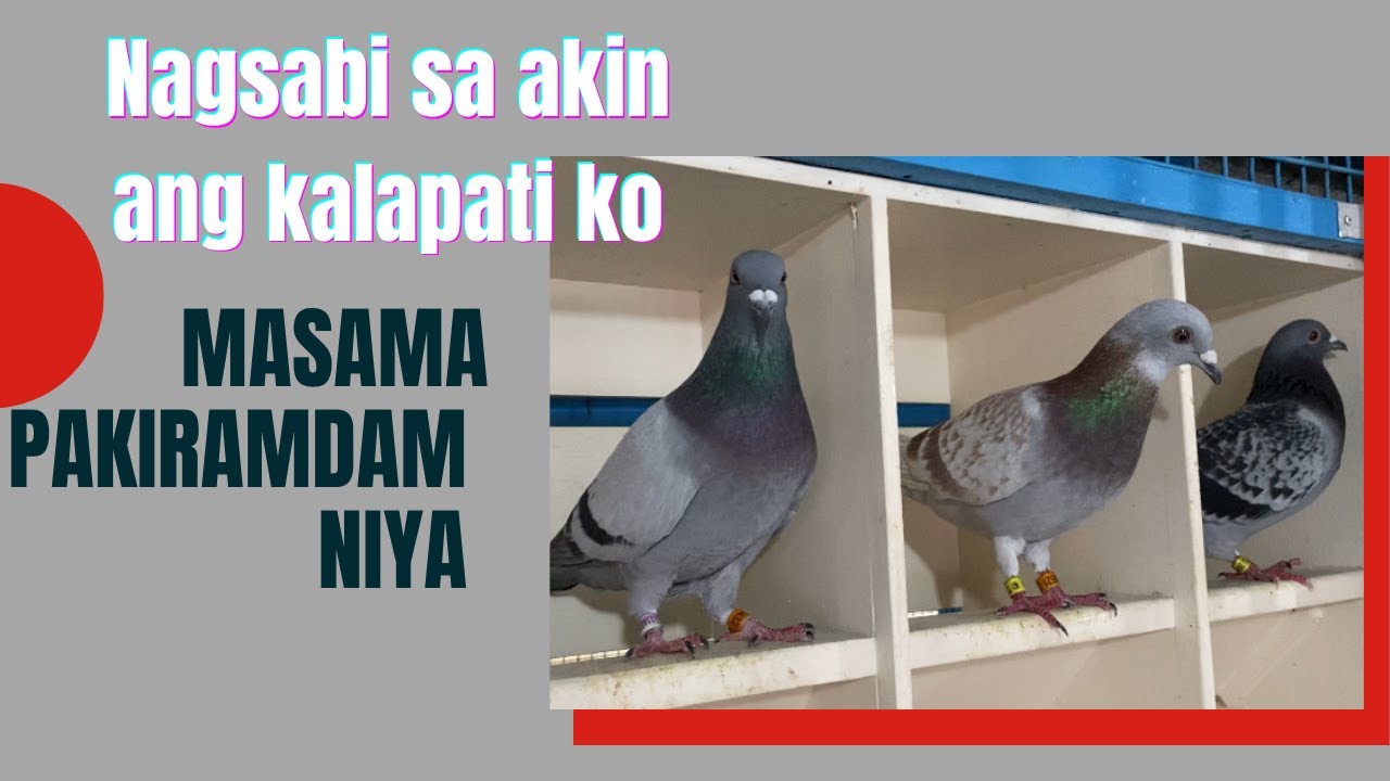 PAANO MALAMAN KUNG MAY SAKIT ANG KALAPATI? | Reggie Cruz Loft & Aviary ...