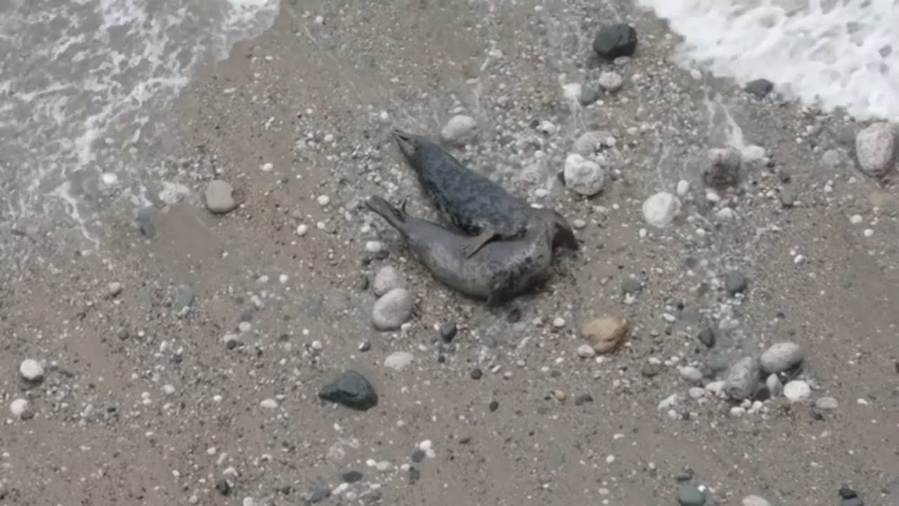 Seal Love - Seals flirting and playing - YouTube