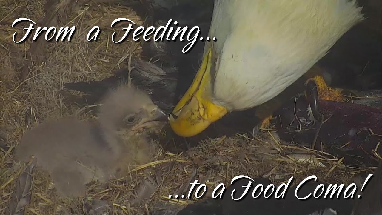From a Feeding to a Food Coma Starring SC 8-day-old Eaglet ~ Explore ...