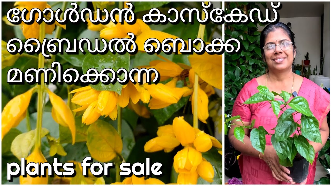 Golden cascade, manikonna & bridal bouquet plants for sale - YouTube