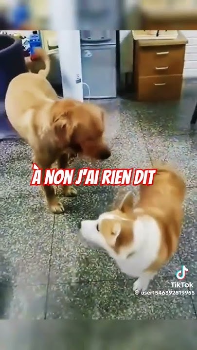 Chien chien - YouTube