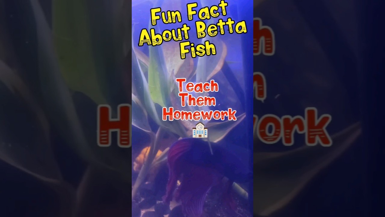 Fun Fact About Betta Fish: They Can Do Simple Tricks #Betta #aquarium # ...