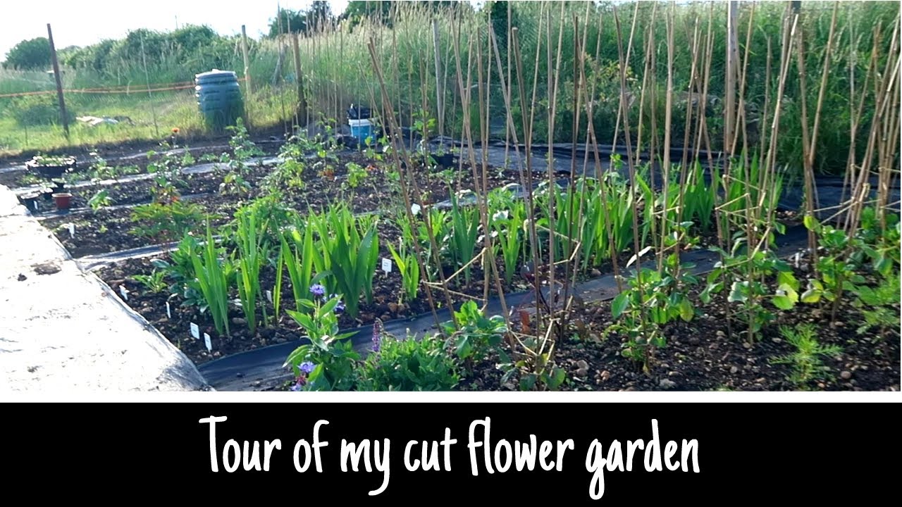 A tour of the cut flower garden and laying new paths. - YouTube
